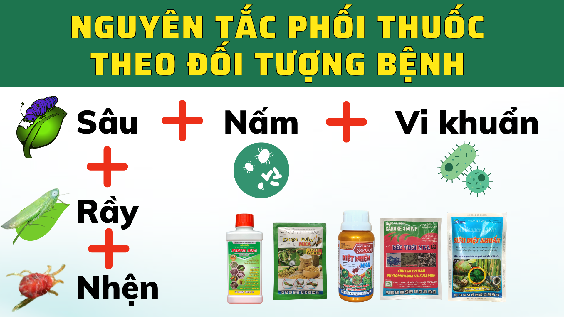 nguyên tắc phối thuốc